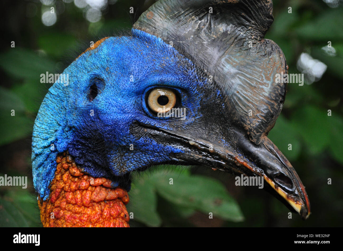 Cassowary profile hi-res stock photography and images - Alamy