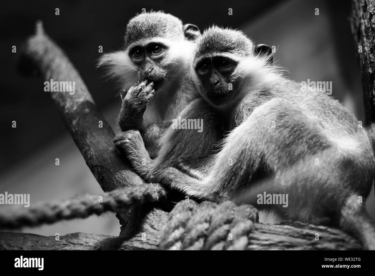 Night monkeys tree hi-res stock photography and images - Alamy