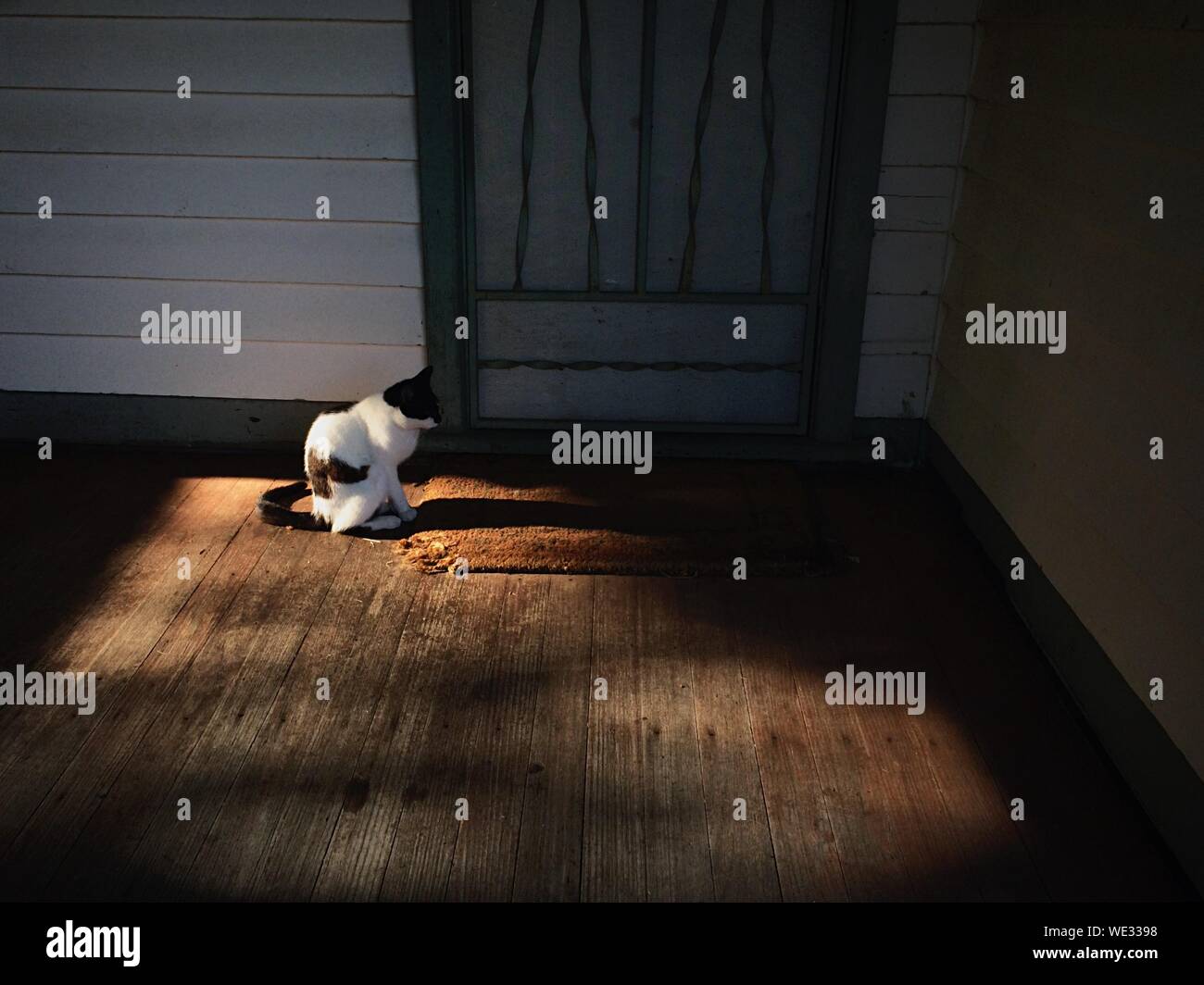 Cat waiting outside door hi-res stock photography and images - Alamy