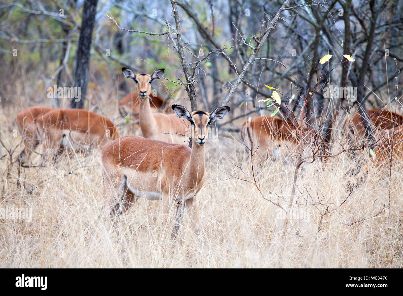 Herd of female impala antelopes on beige grass, trees and blue sky ...