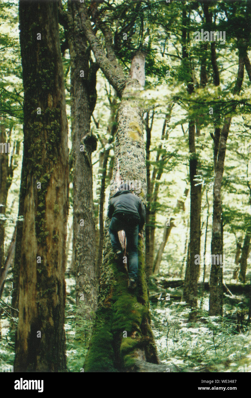 Woodland tree climbing activity hi-res stock photography and images - Alamy