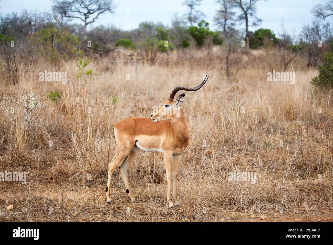 Antelope with curly horns hi-res stock photography and images - Alamy