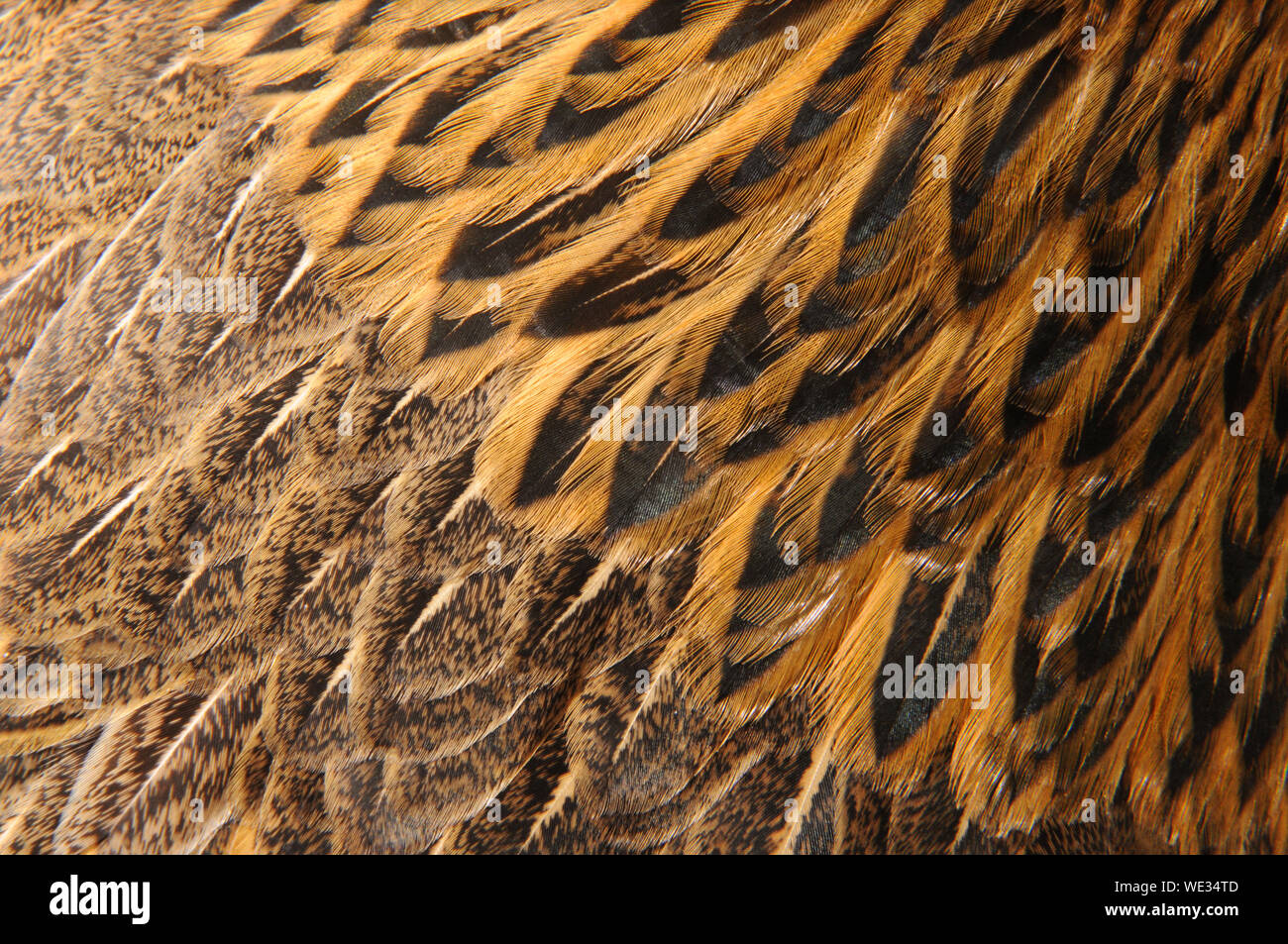 Chicken feather close hi-res stock photography and images - Alamy