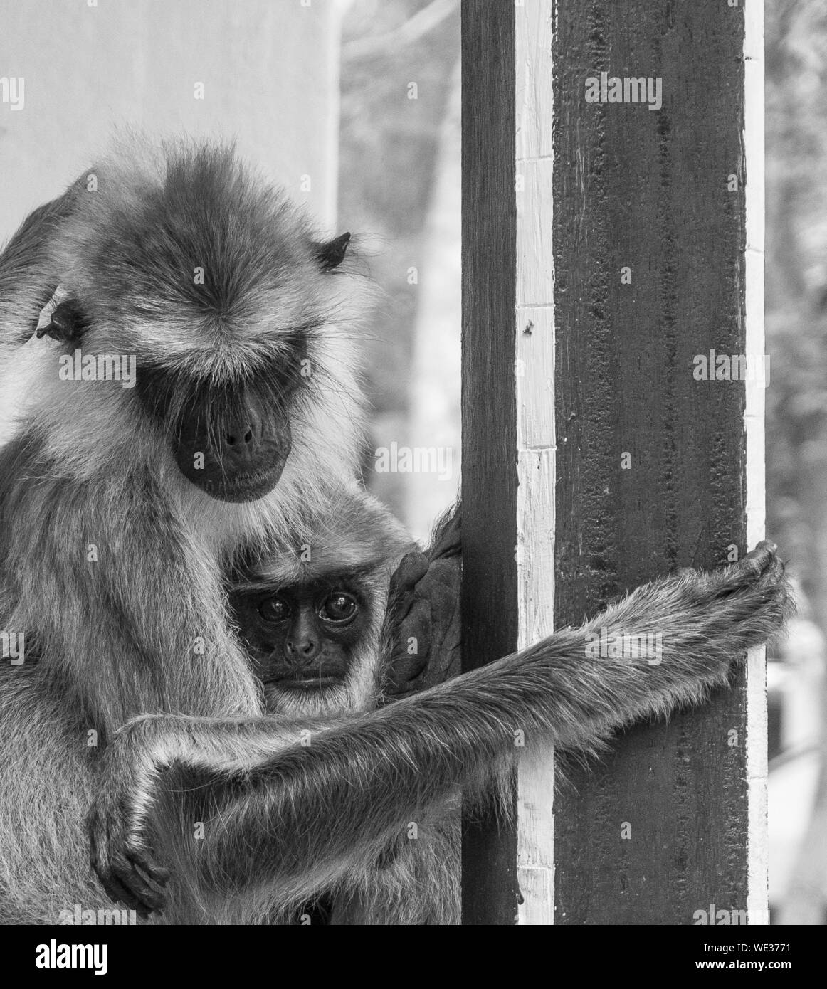 Baby monkey in the arms of her mother Stock Photo - Alamy
