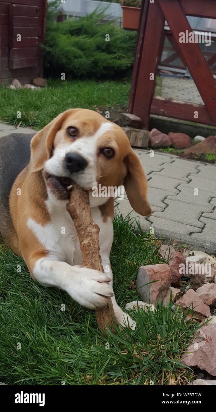 Chewing stick hi-res stock photography and images - Alamy