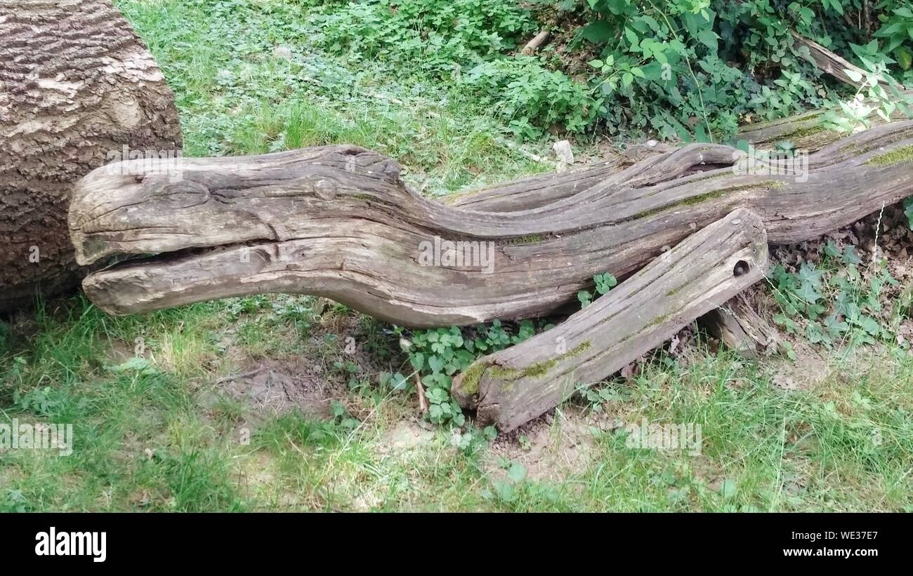 Trunk tree structure hi-res stock photography and images - Alamy