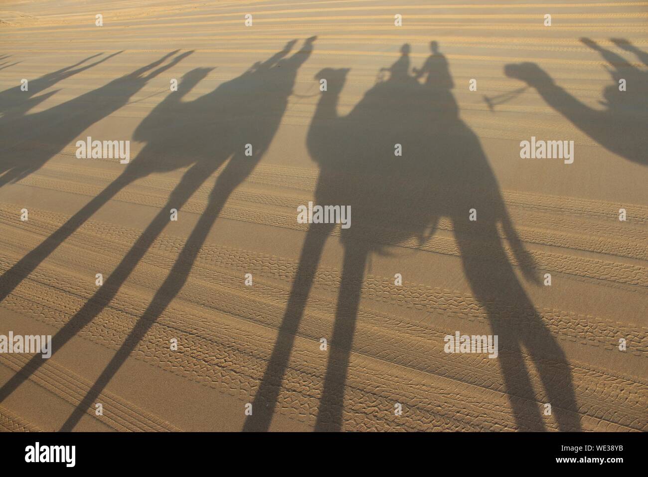 Camel Sand Shadow High Resolution Stock Photography and Images - Alamy