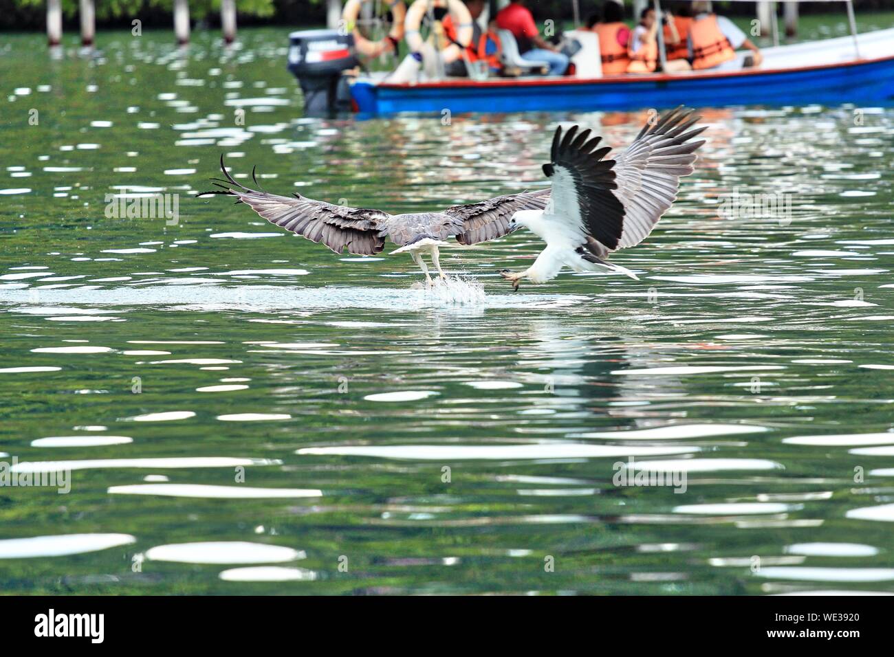 Flying eagles hi-res stock photography and images - Alamy
