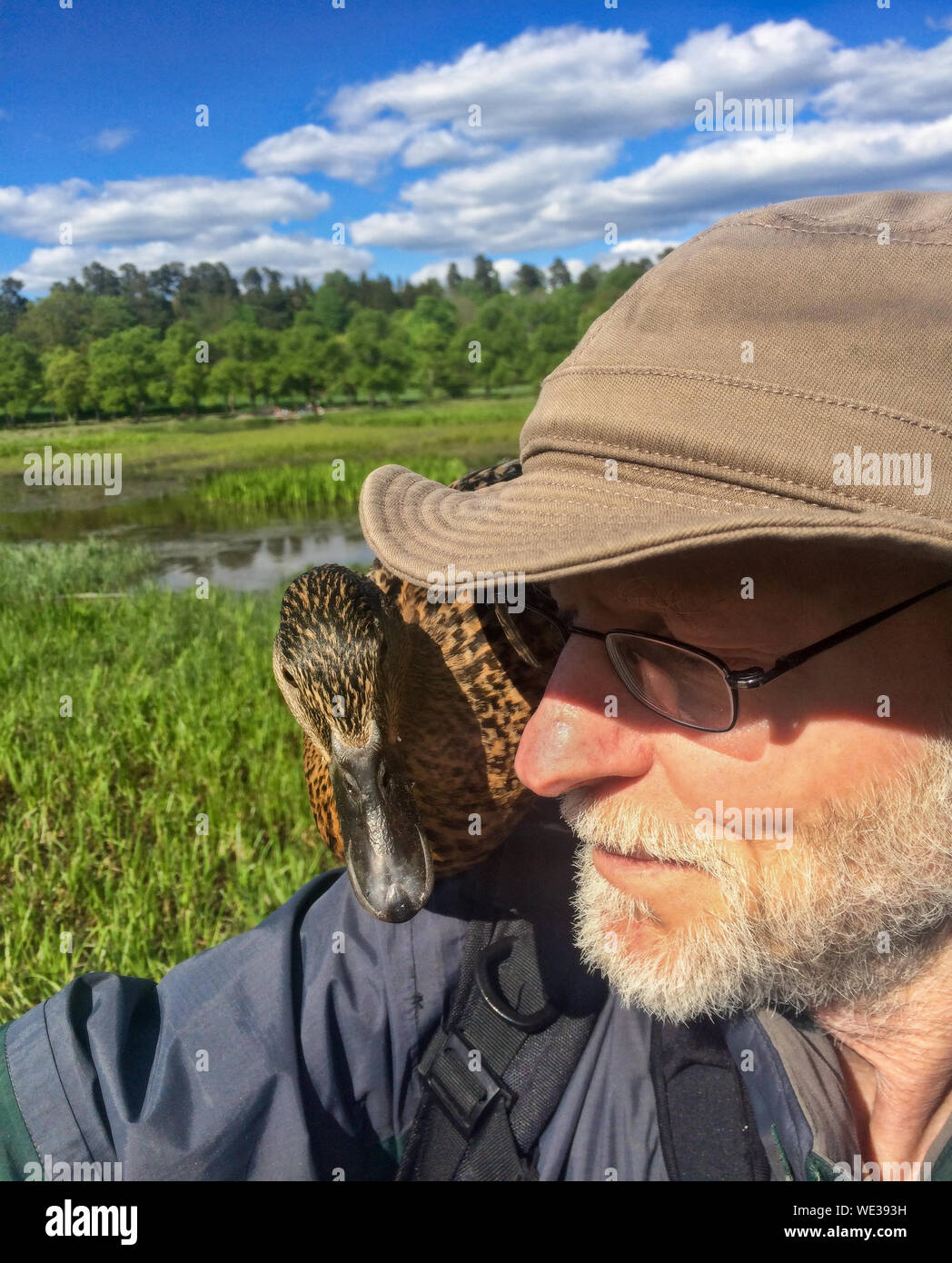 Mature duck hi-res stock photography and images - Alamy