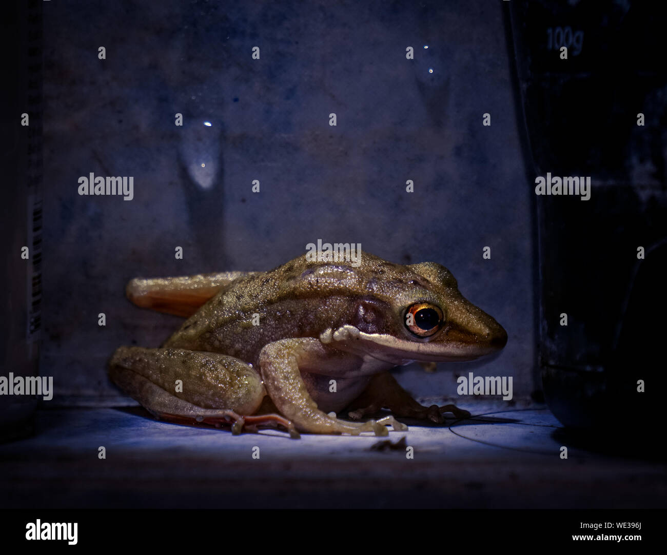 Frog in the wall hi-res stock photography and images - Alamy