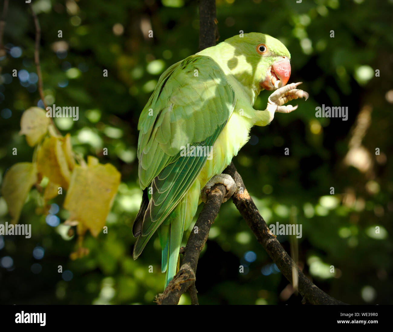 Paraqeet hi-res stock photography and images - Alamy