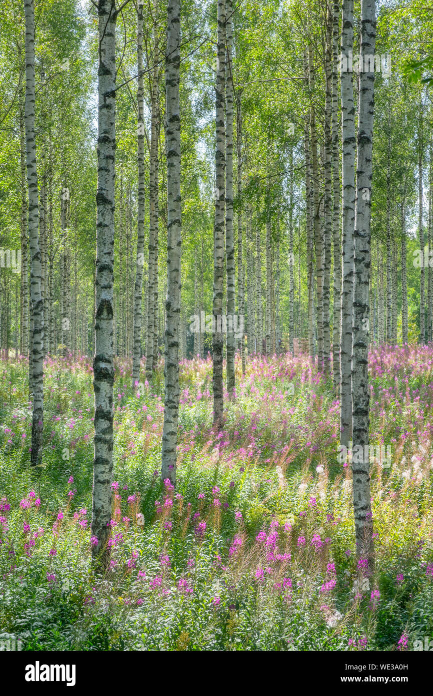 Birch forest hi-res stock photography and images - Alamy
