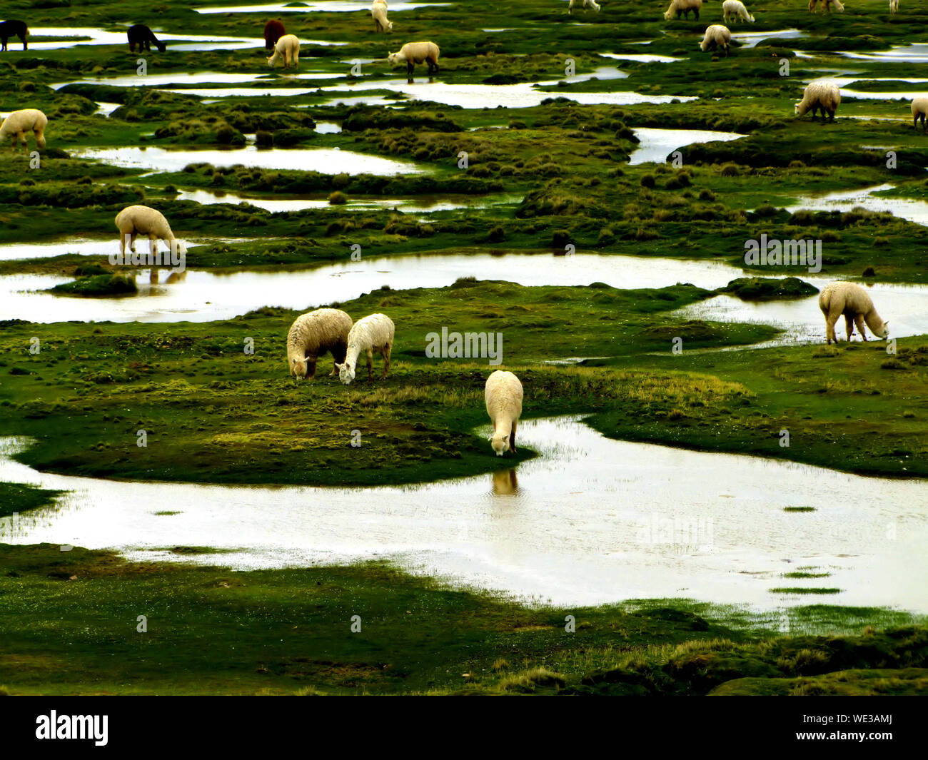 Sheep drinking water hi-res stock photography and images - Alamy