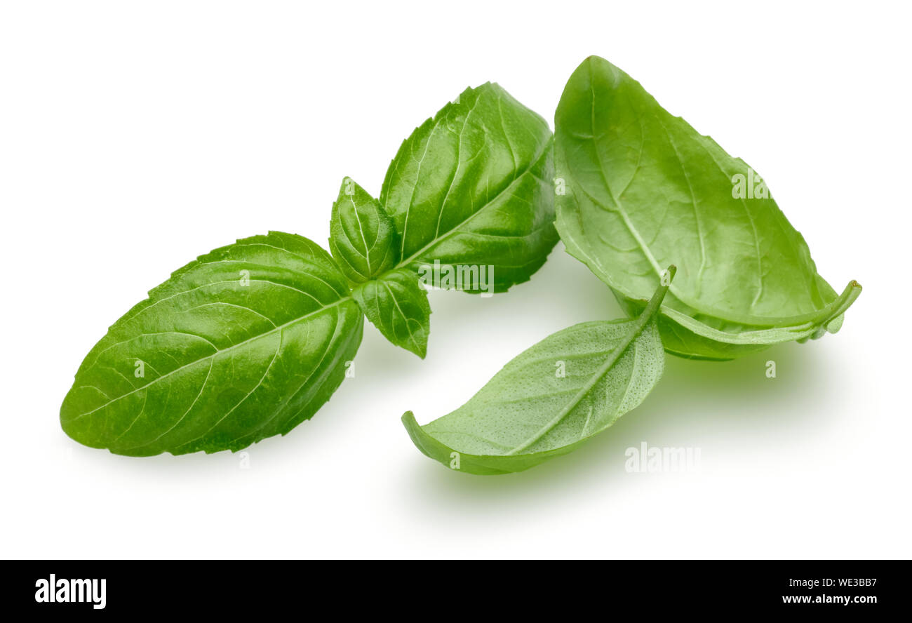 Green basil leaves isolated on white background Stock Photo - Alamy