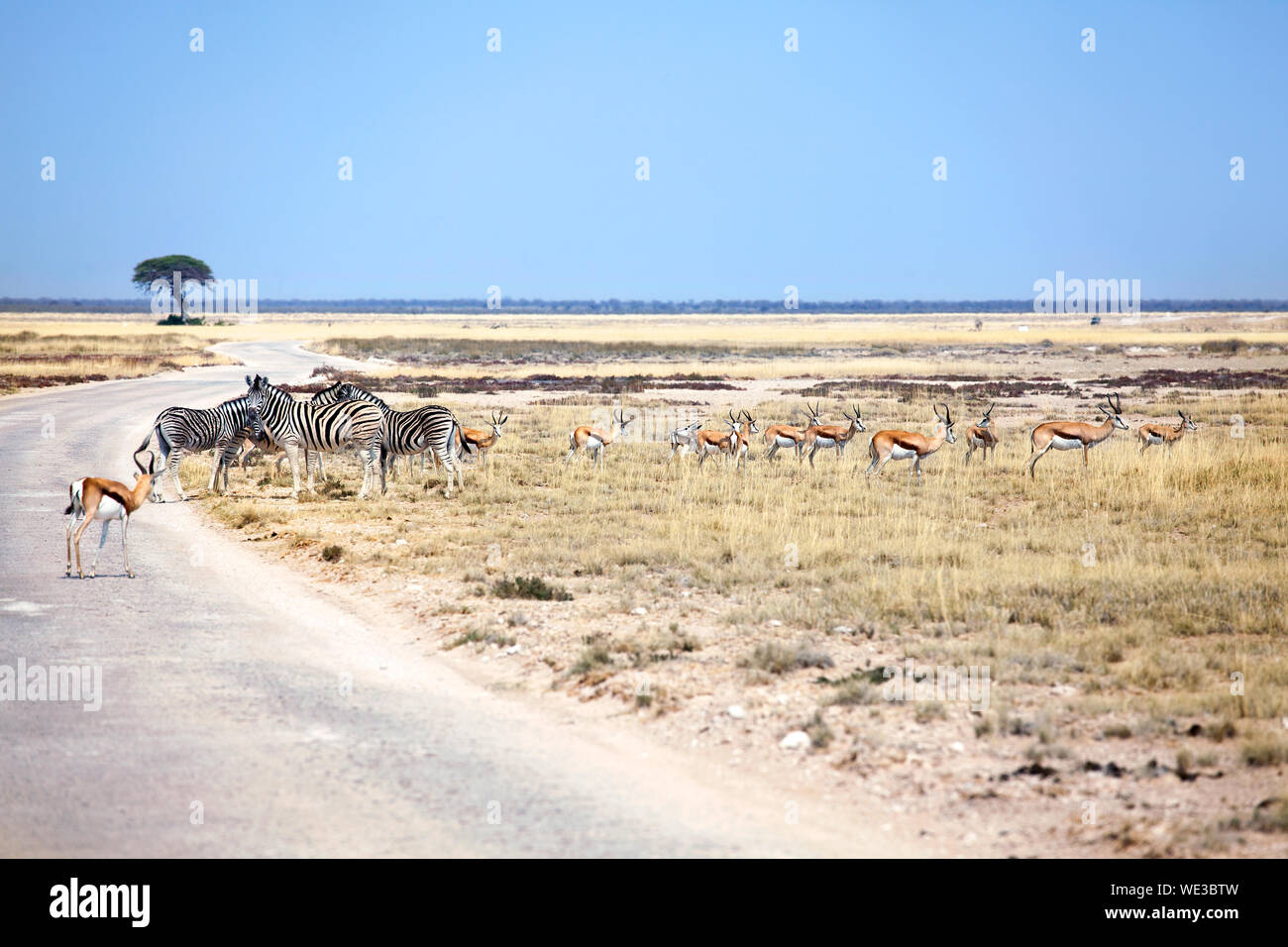 Impala with zebras hi-res stock photography and images - Alamy