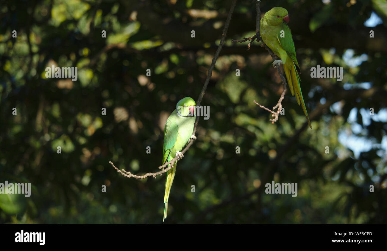 Man feeding parakeets hi-res stock photography and images - Alamy