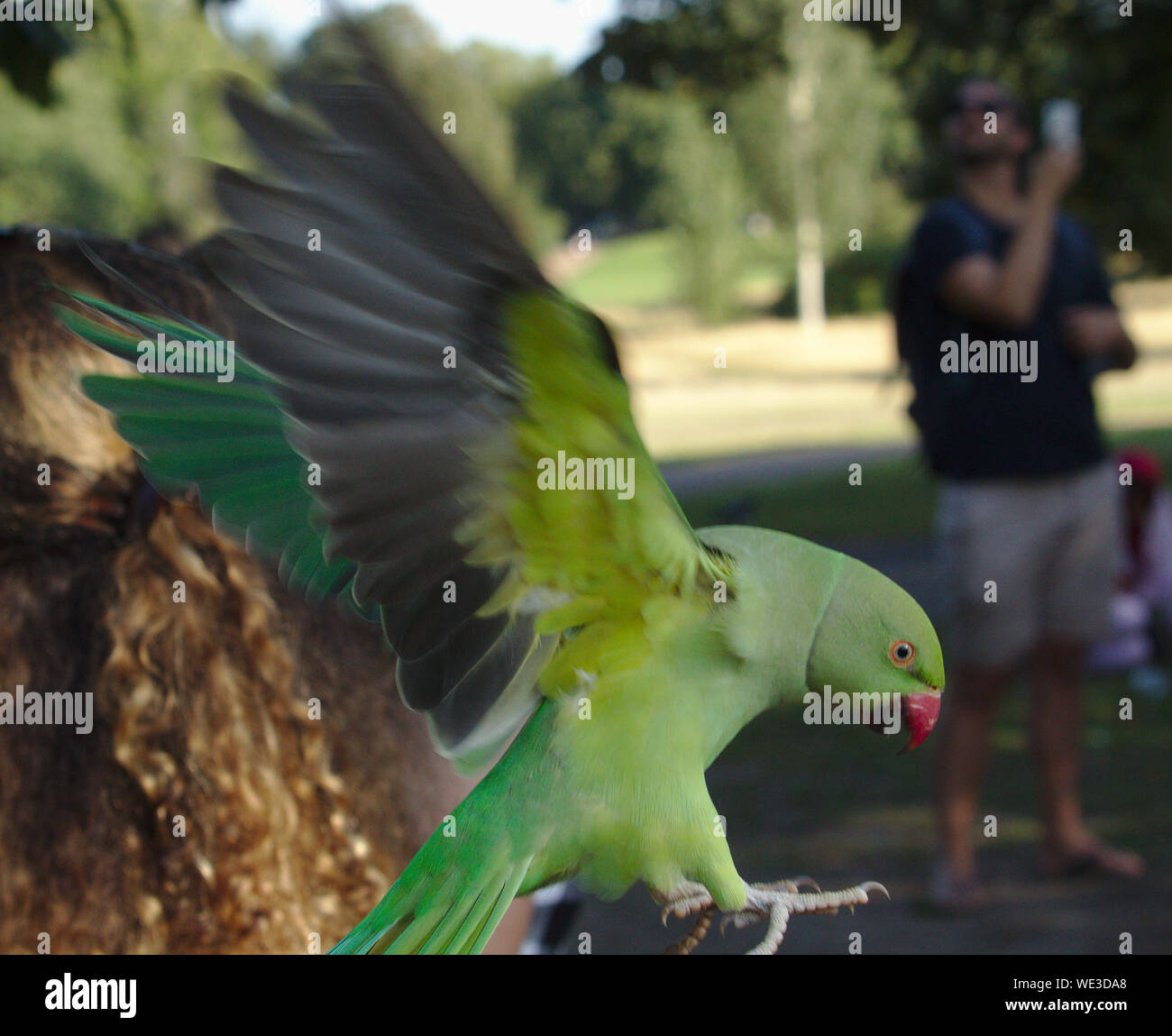 Man feeding parakeets hi-res stock photography and images - Alamy