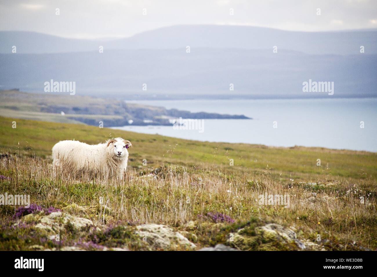 Sea sheep hi-res stock photography and images - Alamy