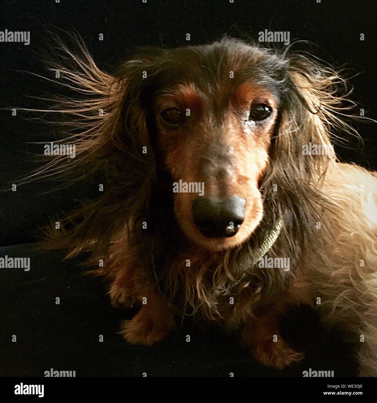 Portrait Of Brown Dachshund Against Black Background Stock Photo - Alamy