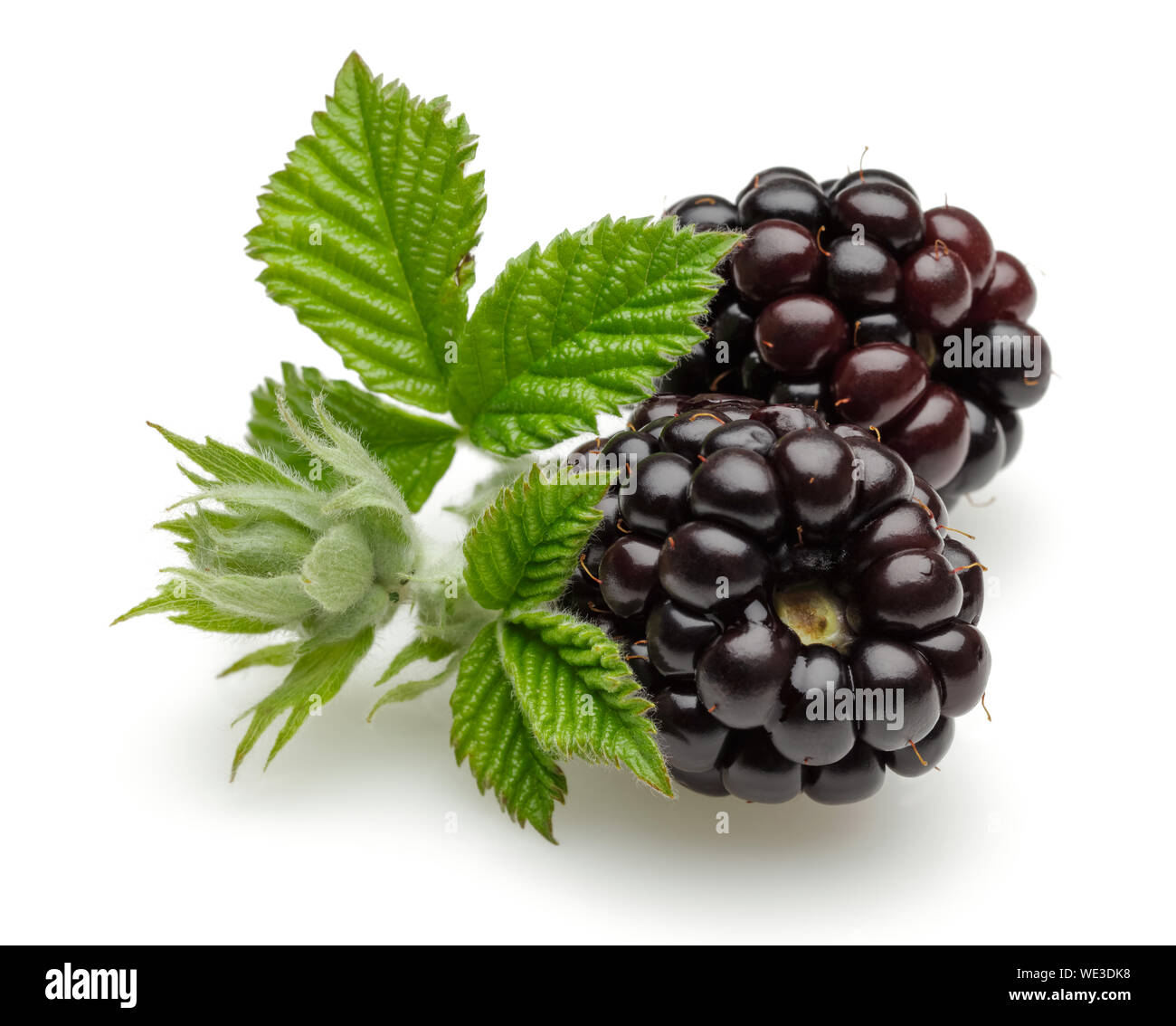 Fresh blackberries with leaves isolated on white background Stock Photo ...