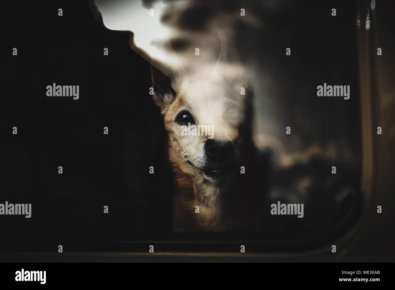 Dog reflection through window hi-res stock photography and images - Alamy