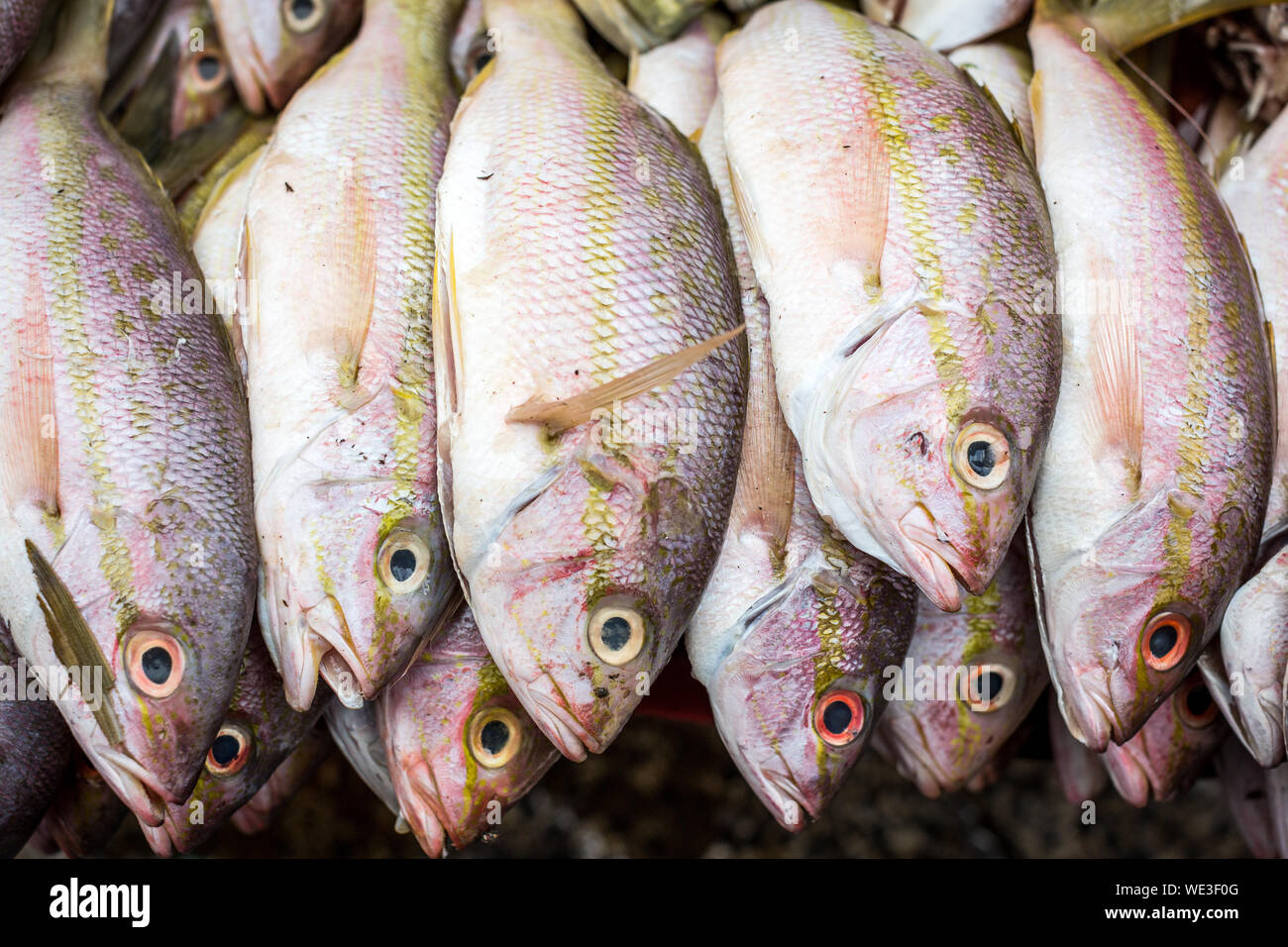 Stack fish hi-res stock photography and images - Alamy
