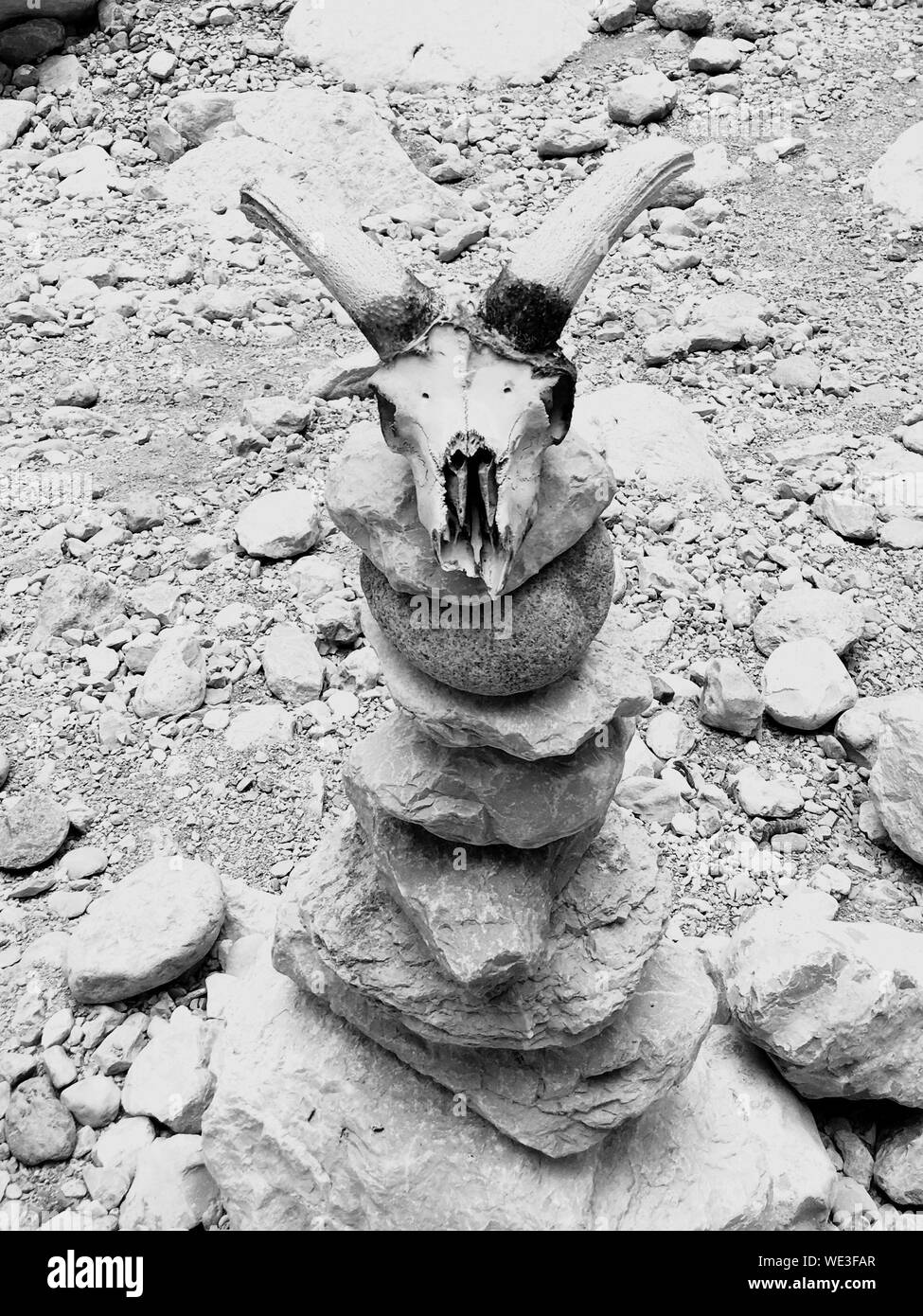 Sheep skull Black and White Stock Photos & Images - Alamy