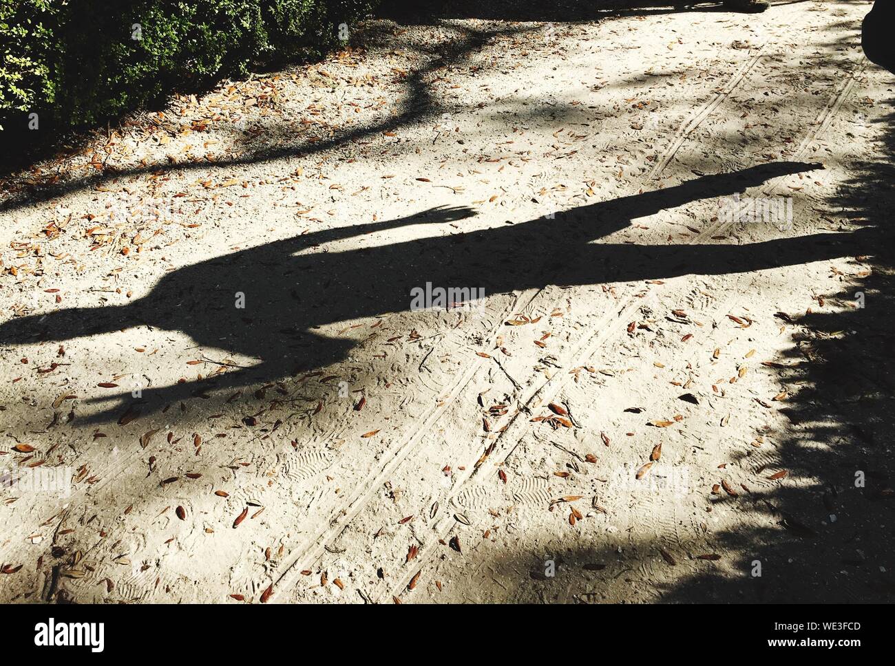 Tree shadow on the ground hi-res stock photography and images - Alamy