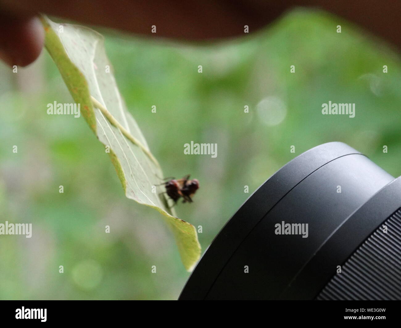 Hand lens insect hi-res stock photography and images - Alamy