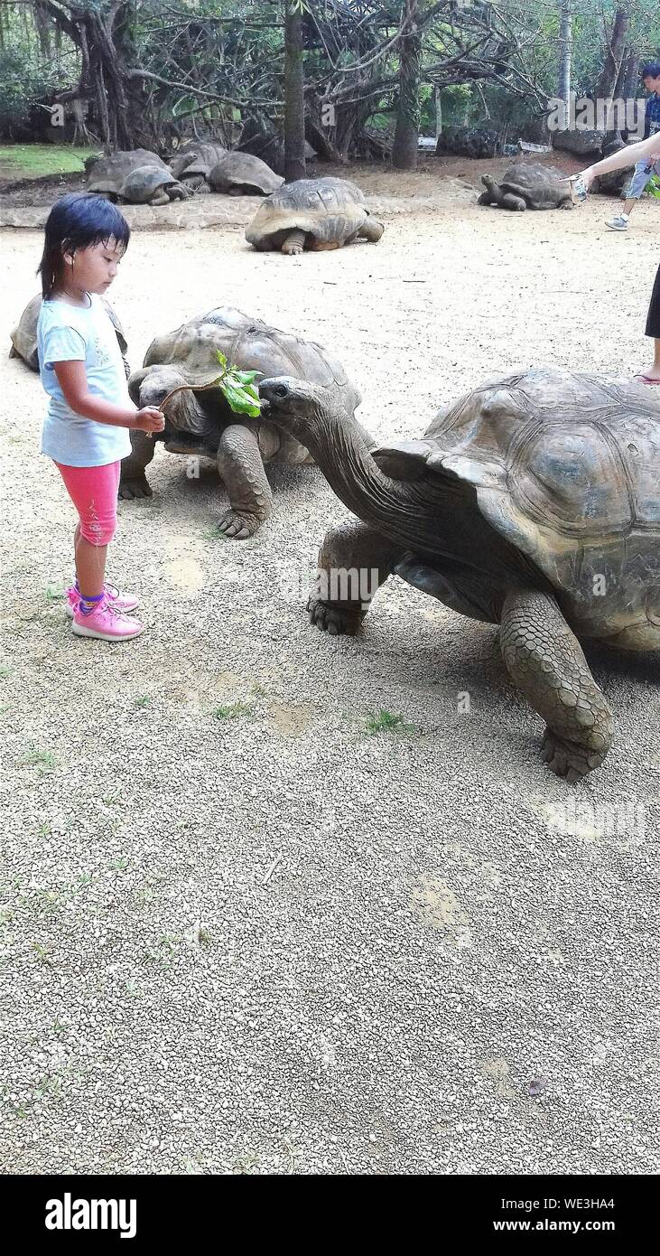 Giant tortoise feeding hi-res stock photography and images - Alamy