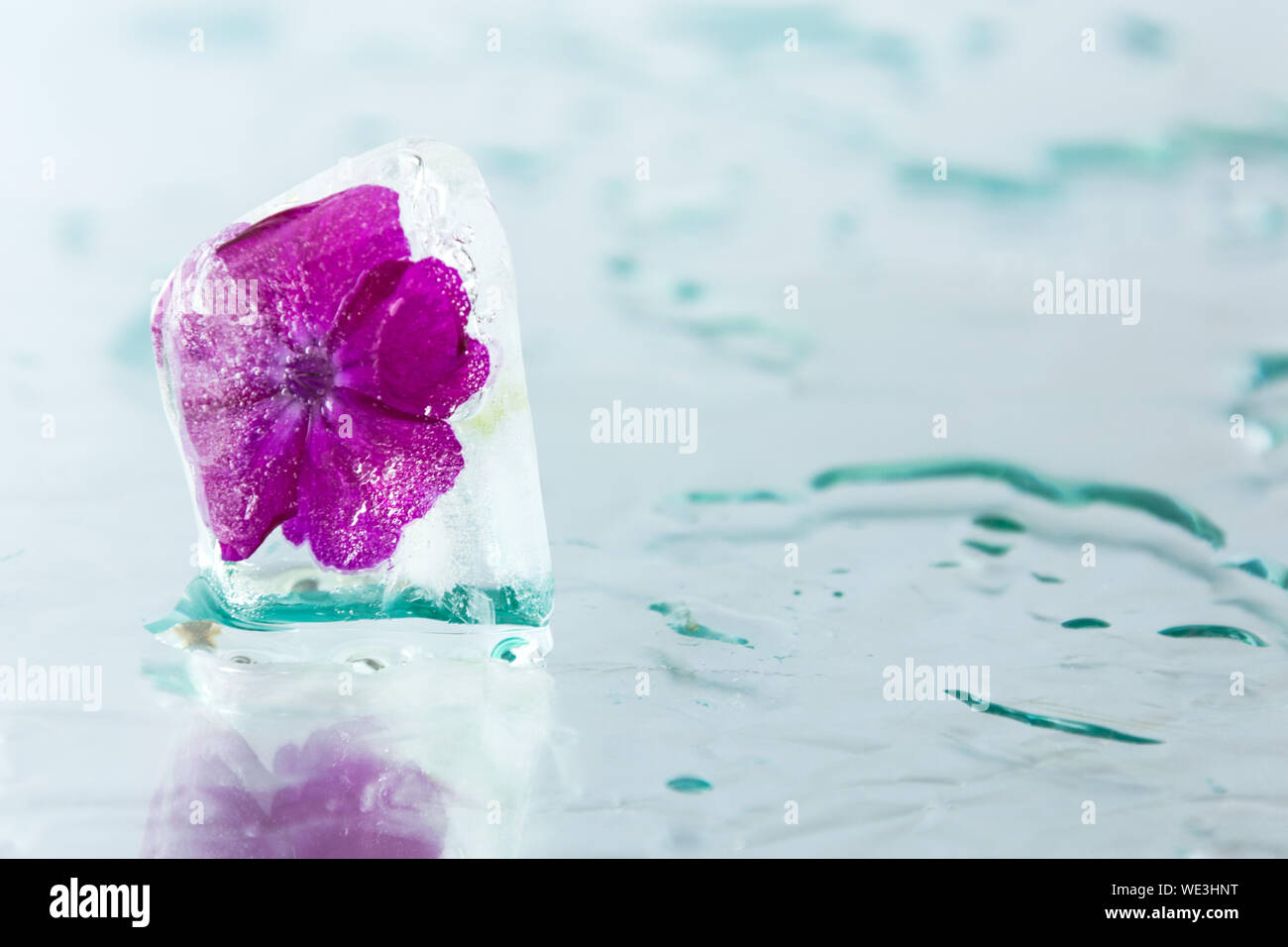 Flower frozen in ice cube. Flower iceberg. Romance decoration ...