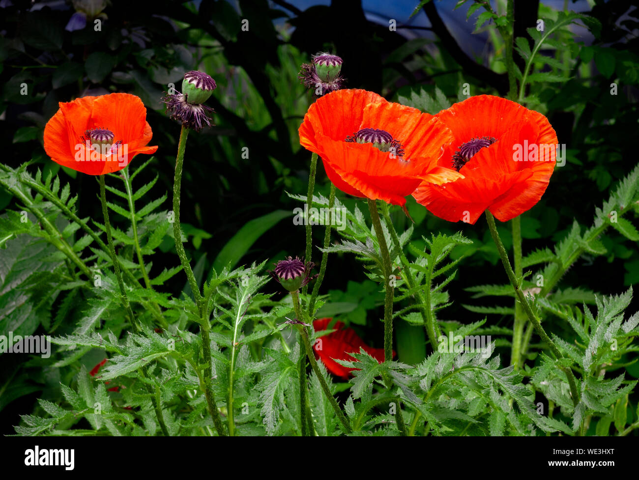 Poppy boxes hi-res stock photography and images - Alamy