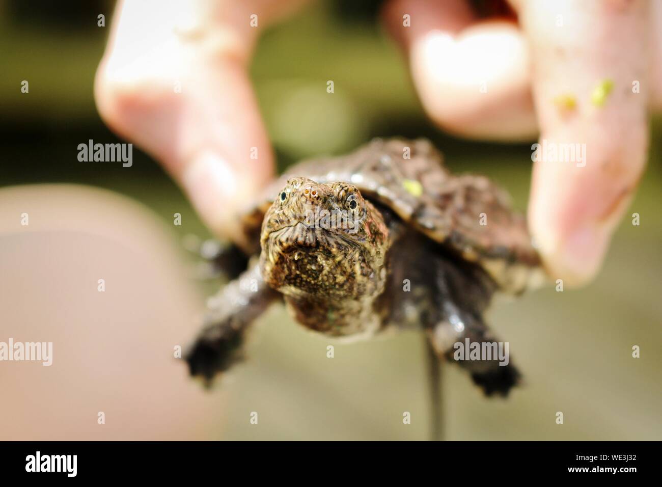 Person holding turtle hi-res stock photography and images - Alamy