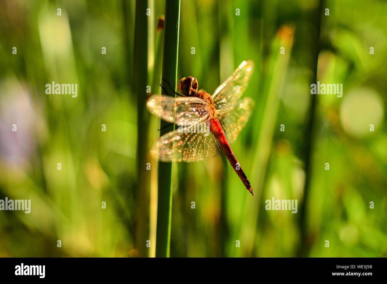 Winged Stem High Resolution Stock Photography and Images - Alamy