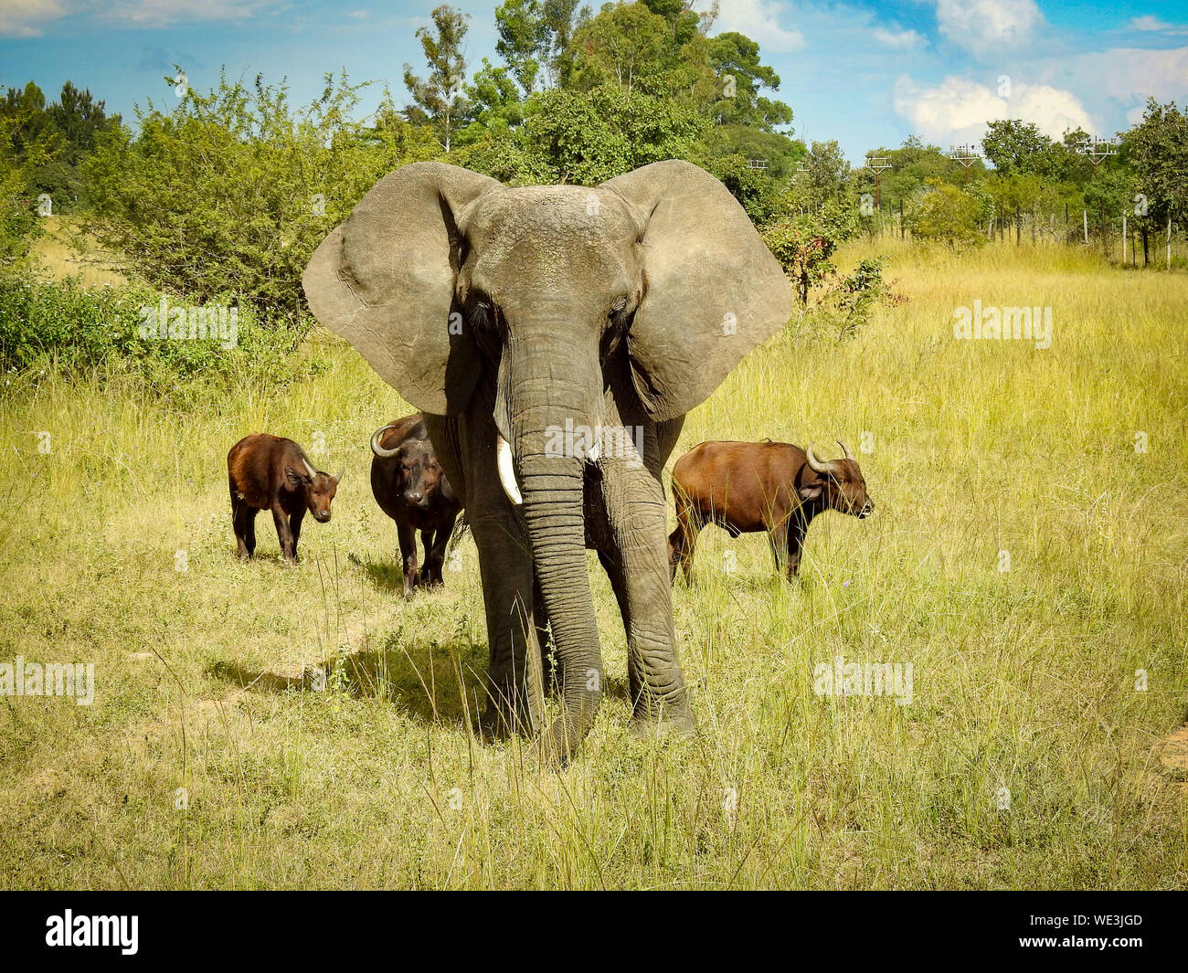 Elephant with one tusk and buffalo Stock Photo - Alamy