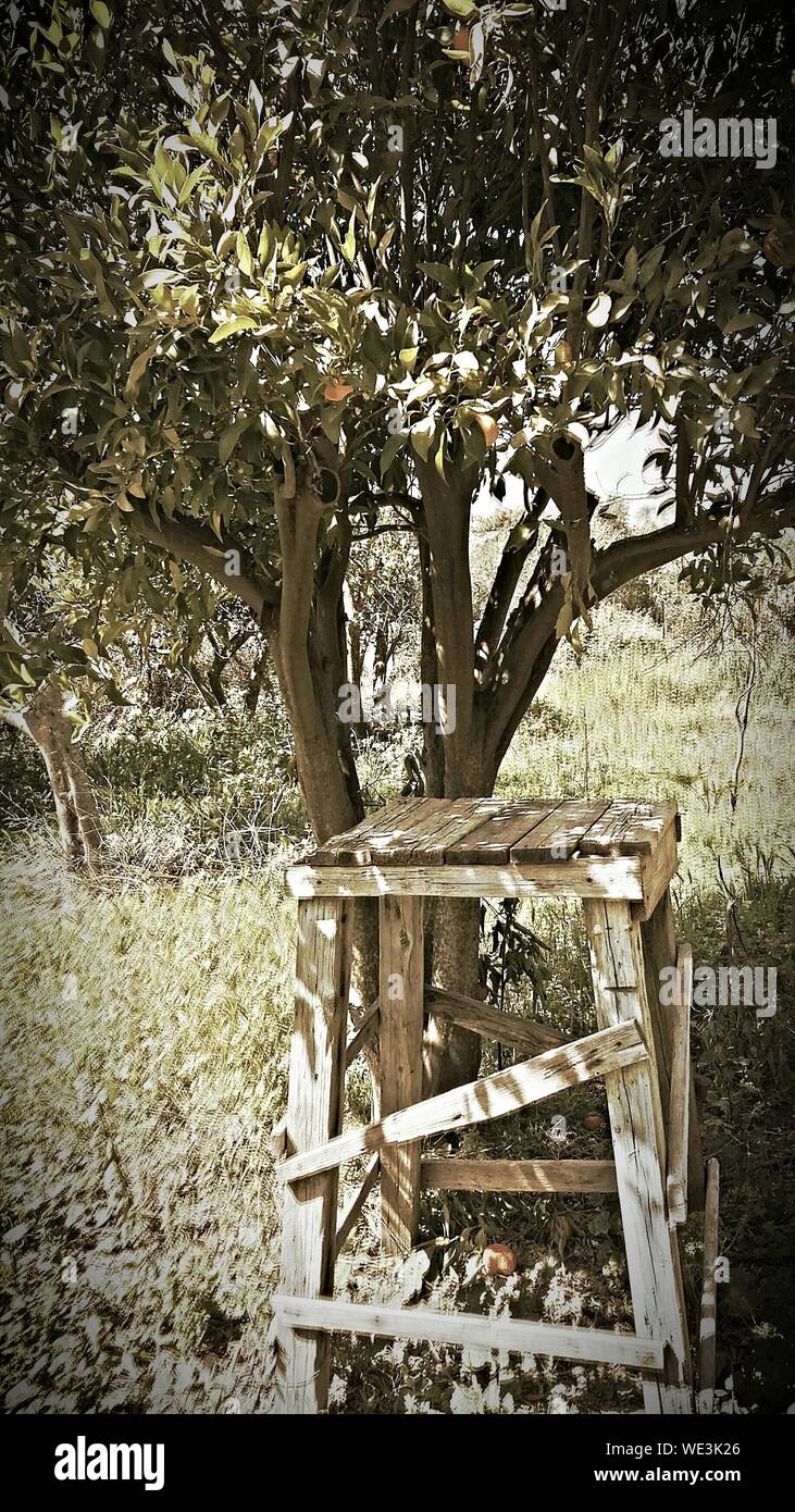 Tree stool hi-res stock photography and images - Alamy