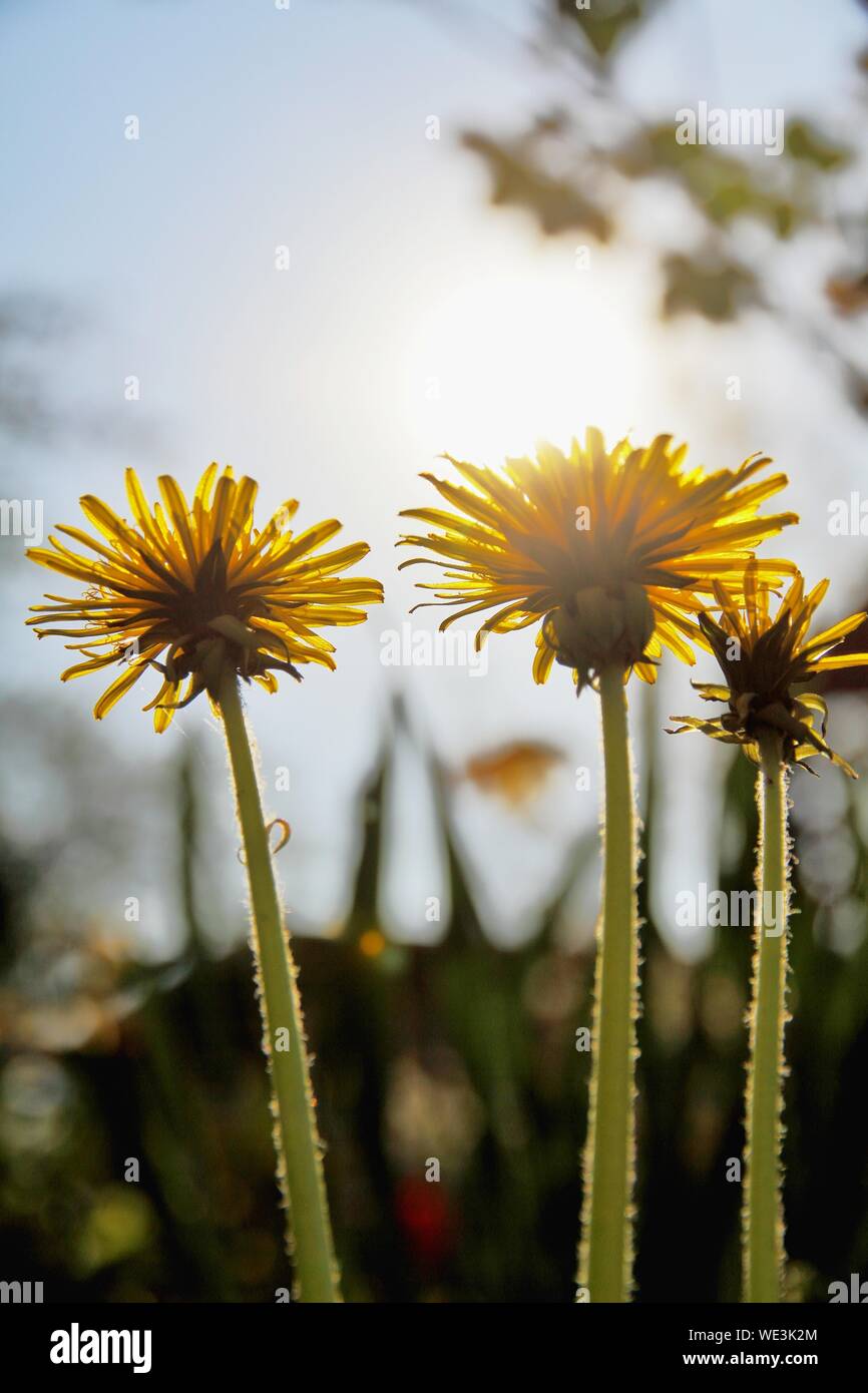 Yellow thistle hi-res stock photography and images - Alamy