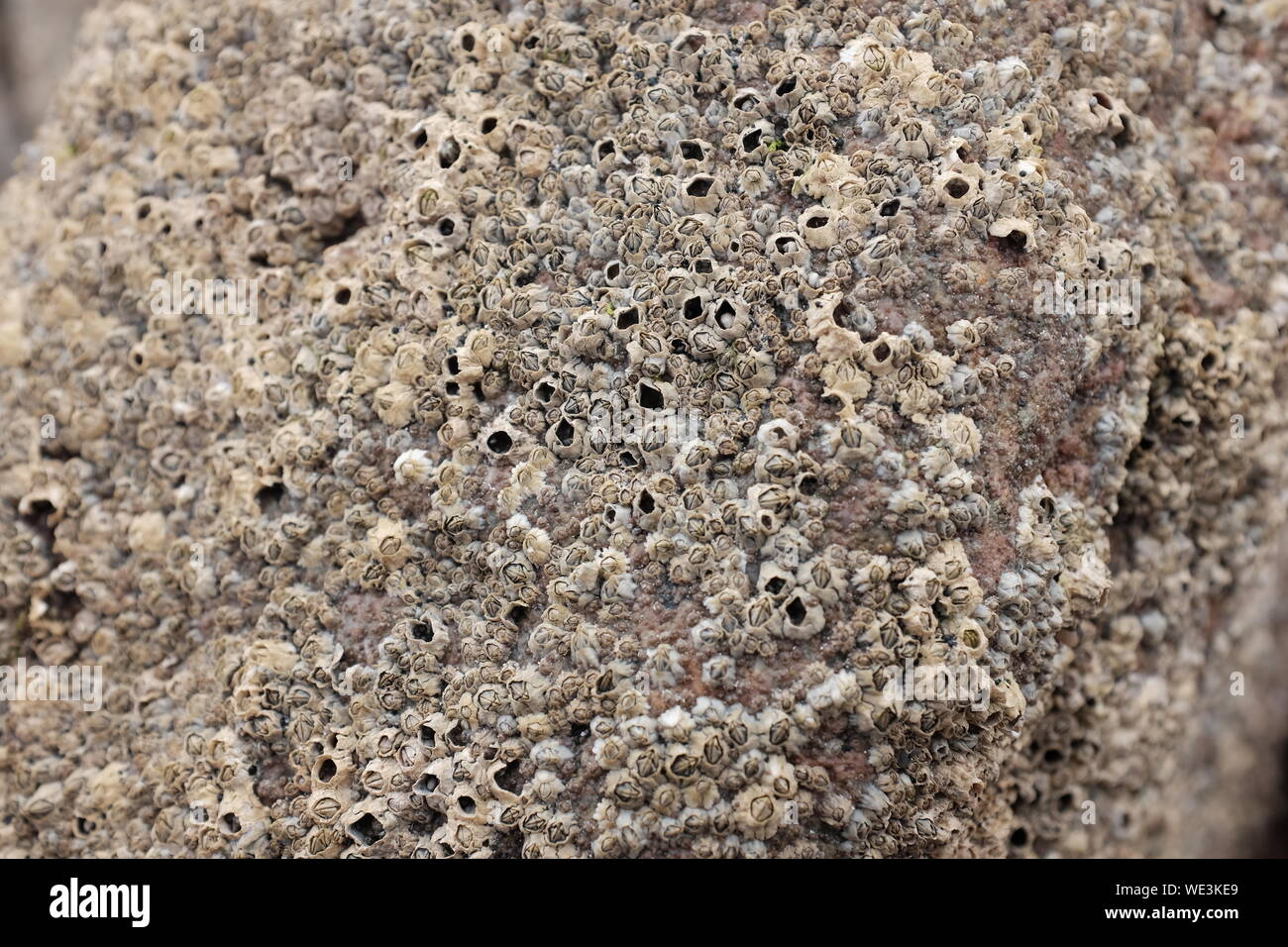 Large barnacles hi-res stock photography and images - Alamy