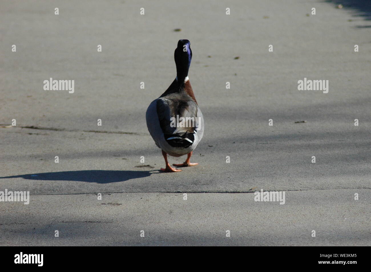 Mallard shadow hi-res stock photography and images - Alamy