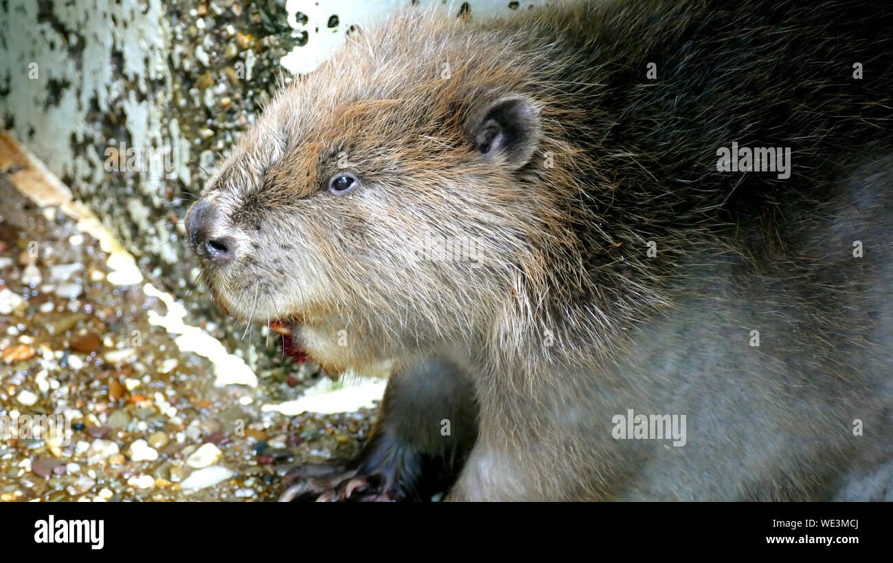 Beaver close up hi-res stock photography and images - Alamy