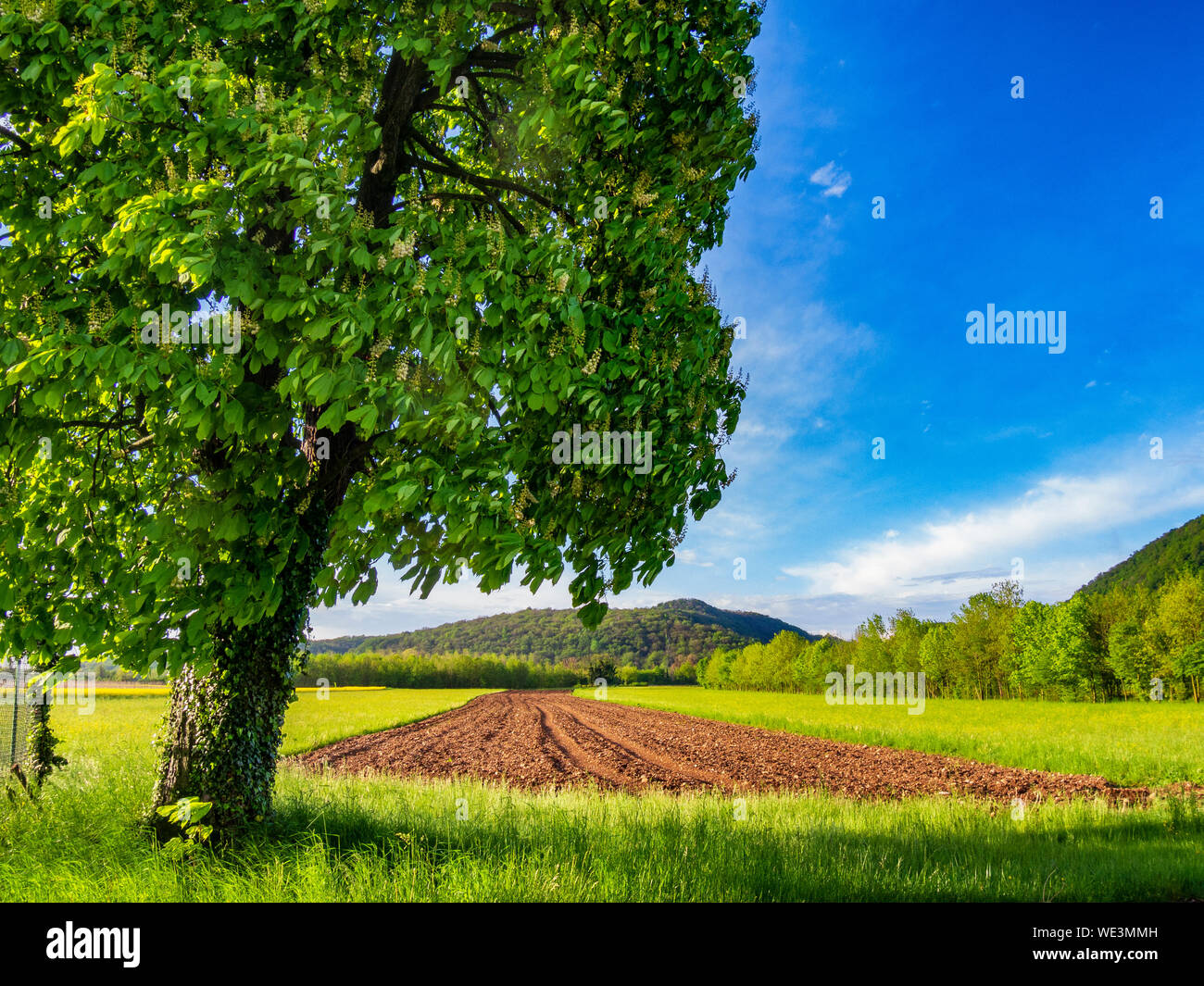 Buckeye tree hi-res stock photography and images - Alamy