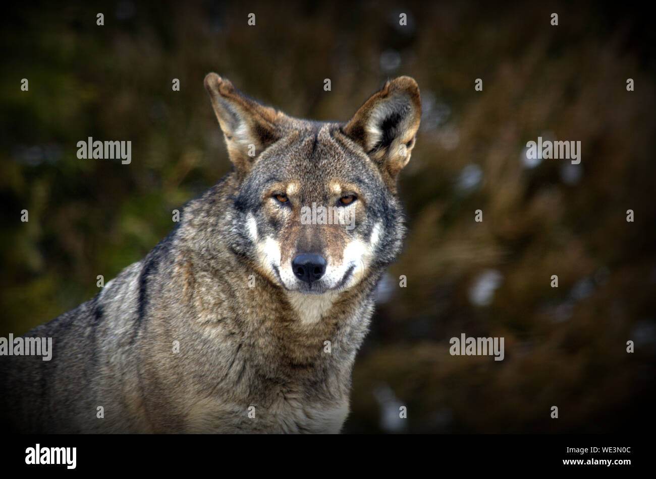 Wolf close up portrait hi-res stock photography and images - Alamy