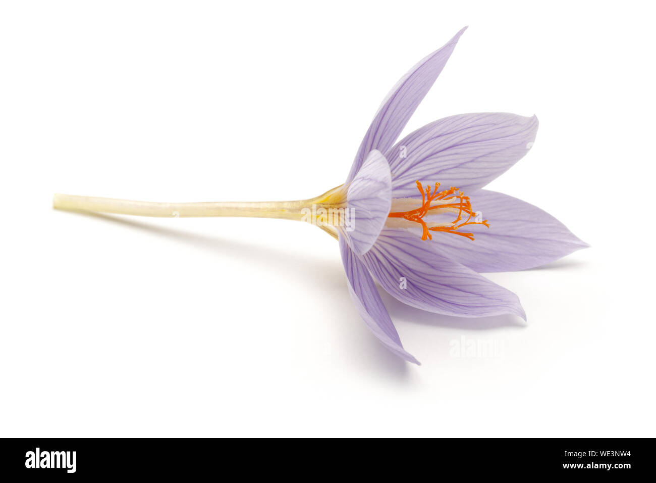 Single Crocus flower isolated on white background Stock Photo - Alamy