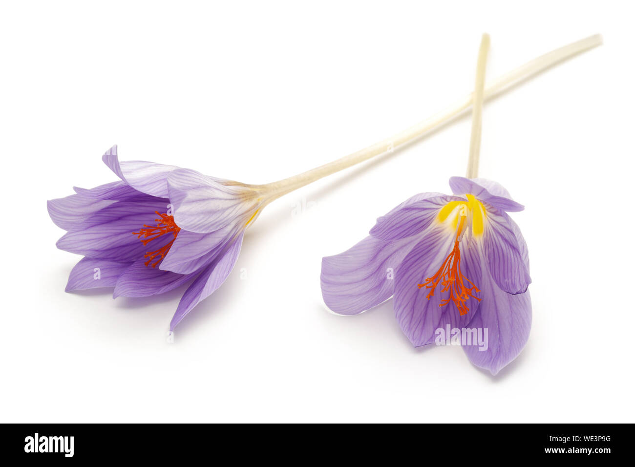 Crocus flowers isolated on white background Stock Photo - Alamy