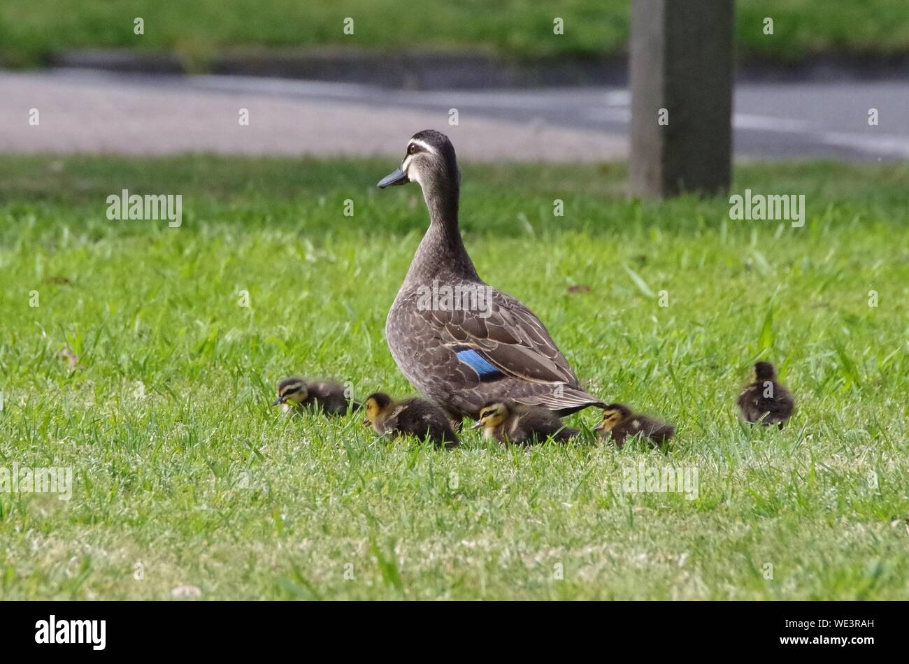 Ducklings Walking High Resolution Stock Photography and Images - Alamy