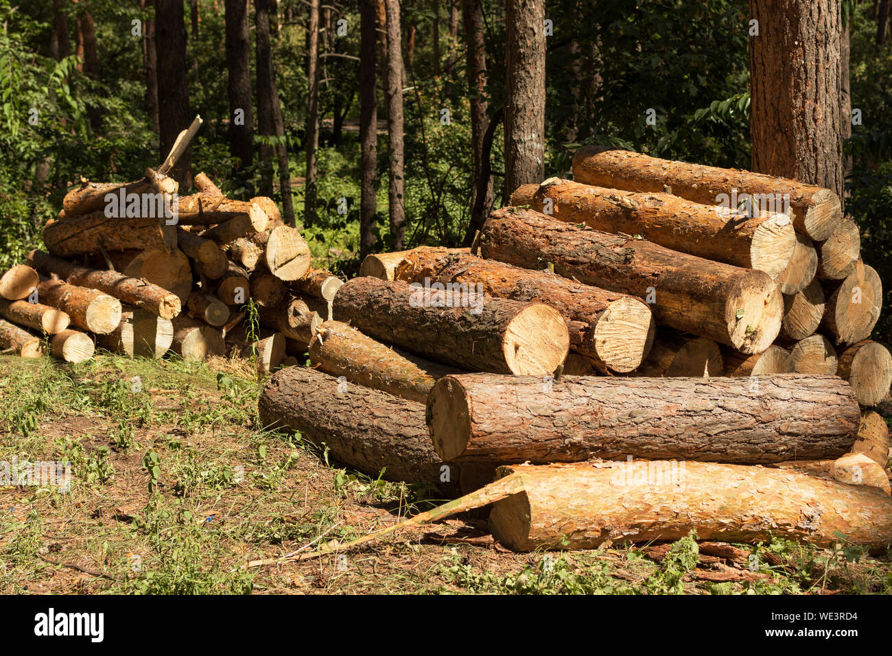 Felled trees in the forest. Firewood Stock Photo - Alamy