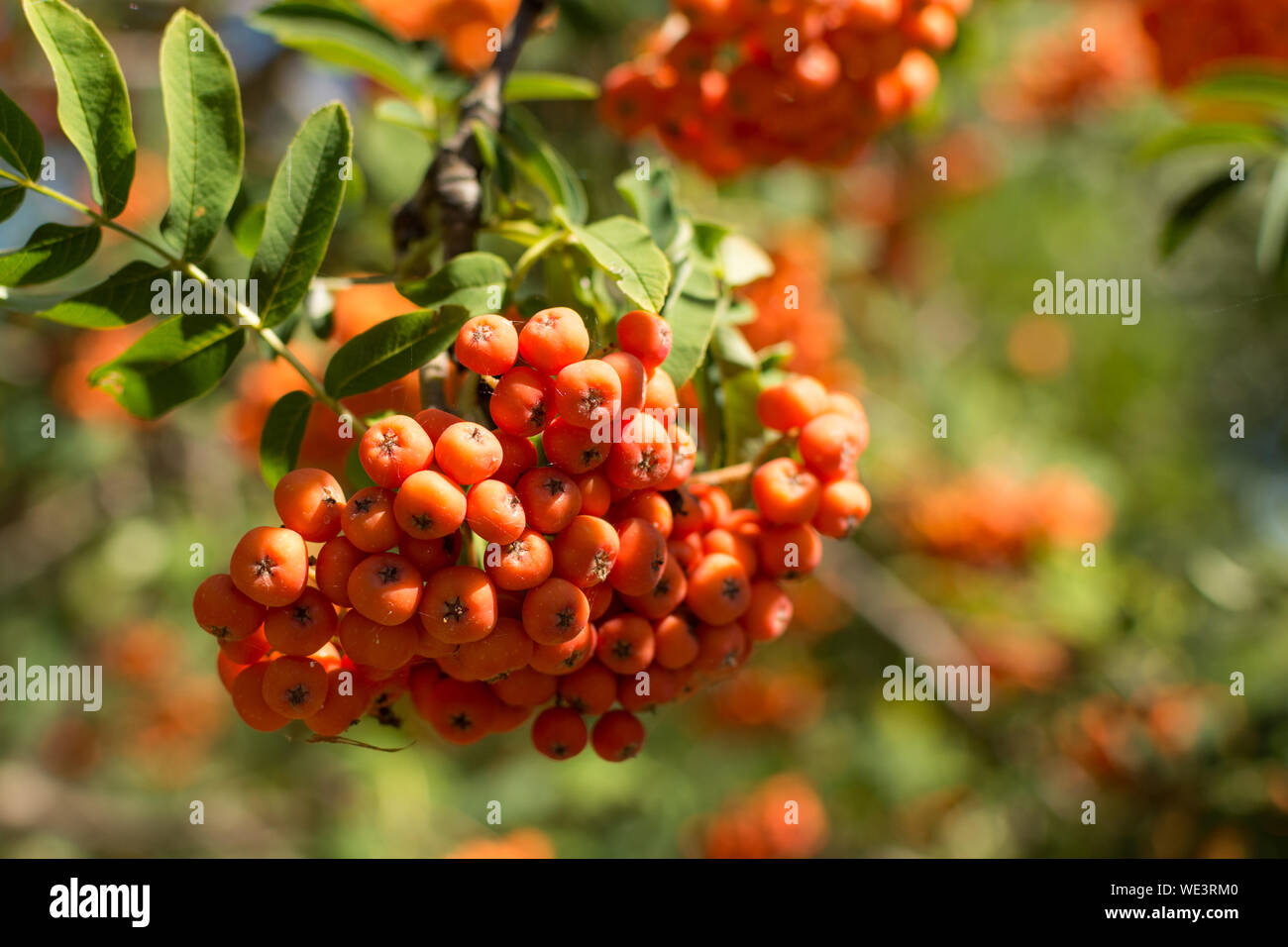 Beautiful rowanberry hi-res stock photography and images - Alamy