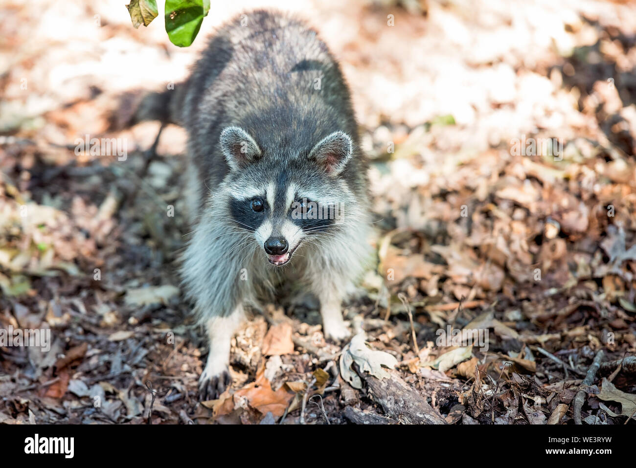 Raccoon Standing Up High Resolution Stock Photography and Images - Alamy