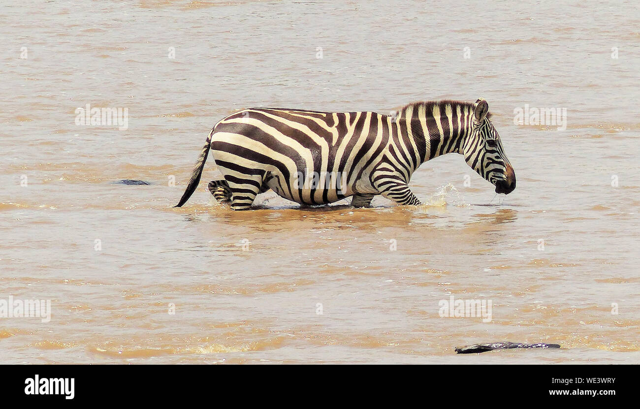Zebra river hi-res stock photography and images - Alamy