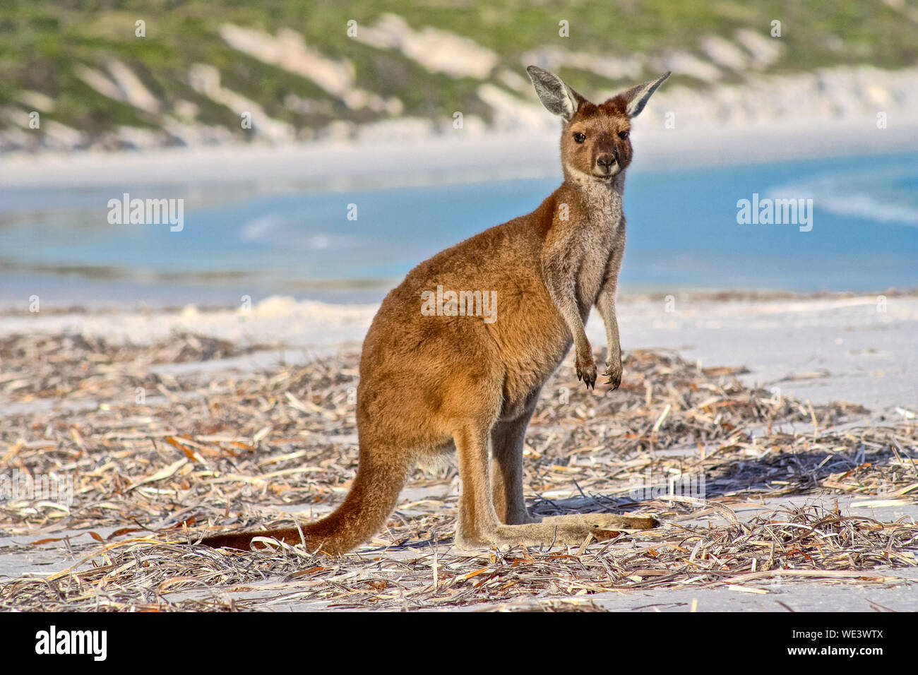 Kangaroo beach hi-res stock photography and images - Alamy